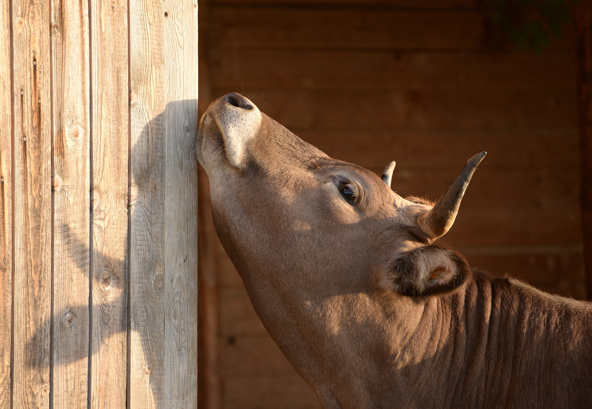 Demeter Milchbauern – Wir sind 11 Demeter Bauern aus dem Schwarzwald ...